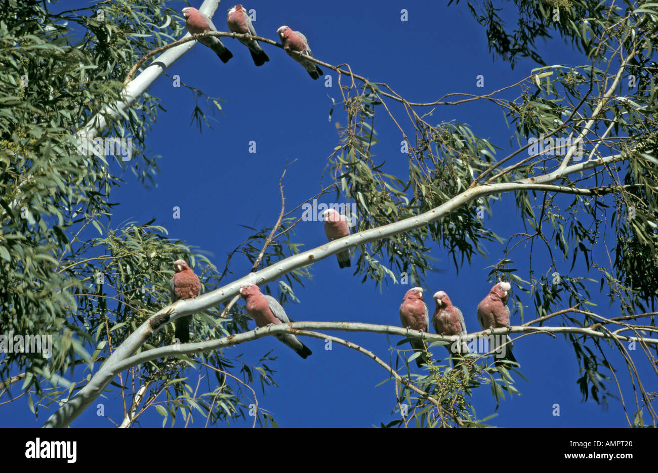 Australia, Galahs, cockatoos Stock Photo - Alamy