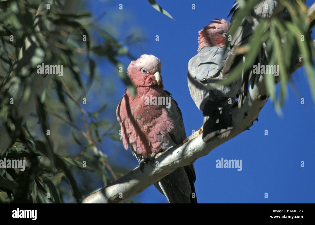 Australia, two Galahs, cockatoos Stock Photo - Alamy