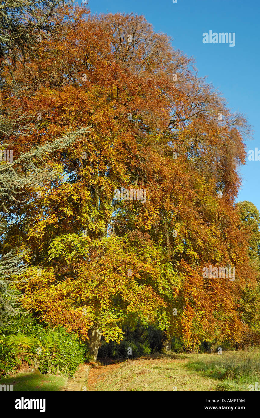 Autumn Beech Tree Fagus sylvatica Stock Photo - Alamy
