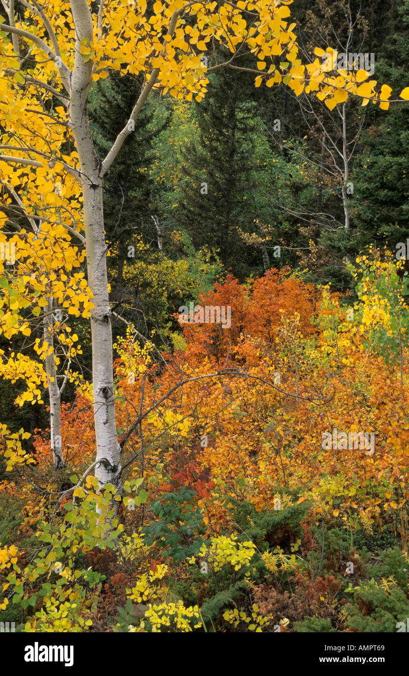 fall colours in a forest Stock Photo - Alamy