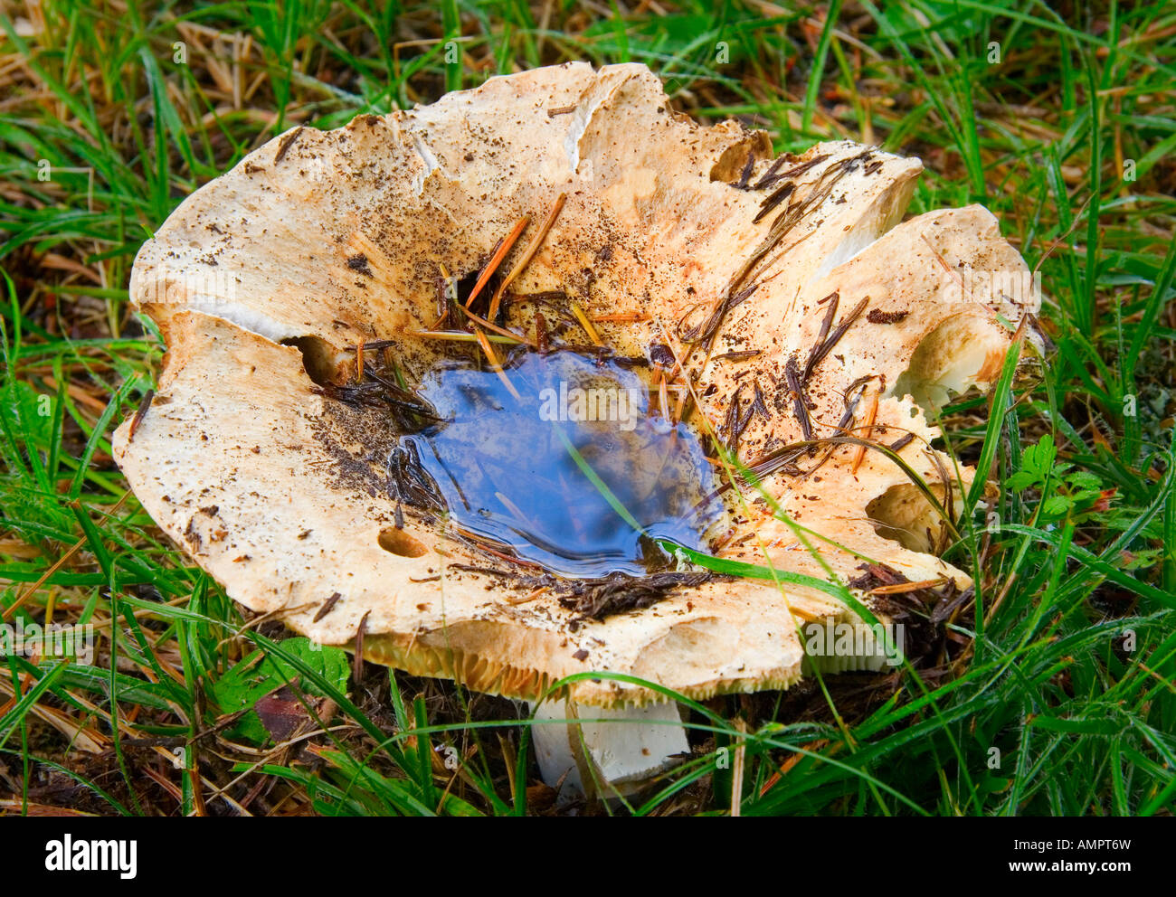 Garden giant mushroom hi-res stock photography and images - Alamy