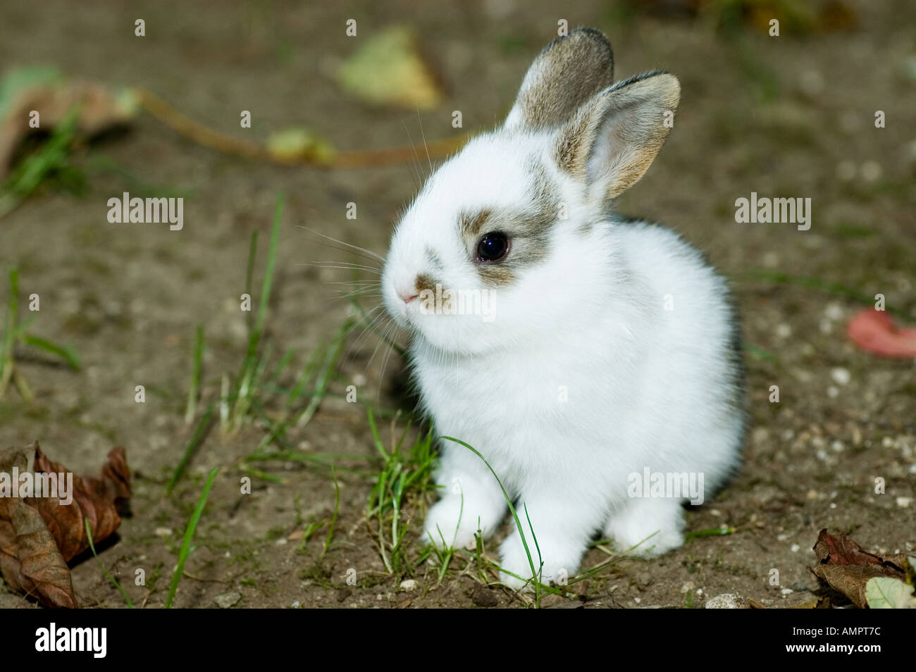 dwarf rabbit three weeks old sitting on the ground Stock Photo - Alamy