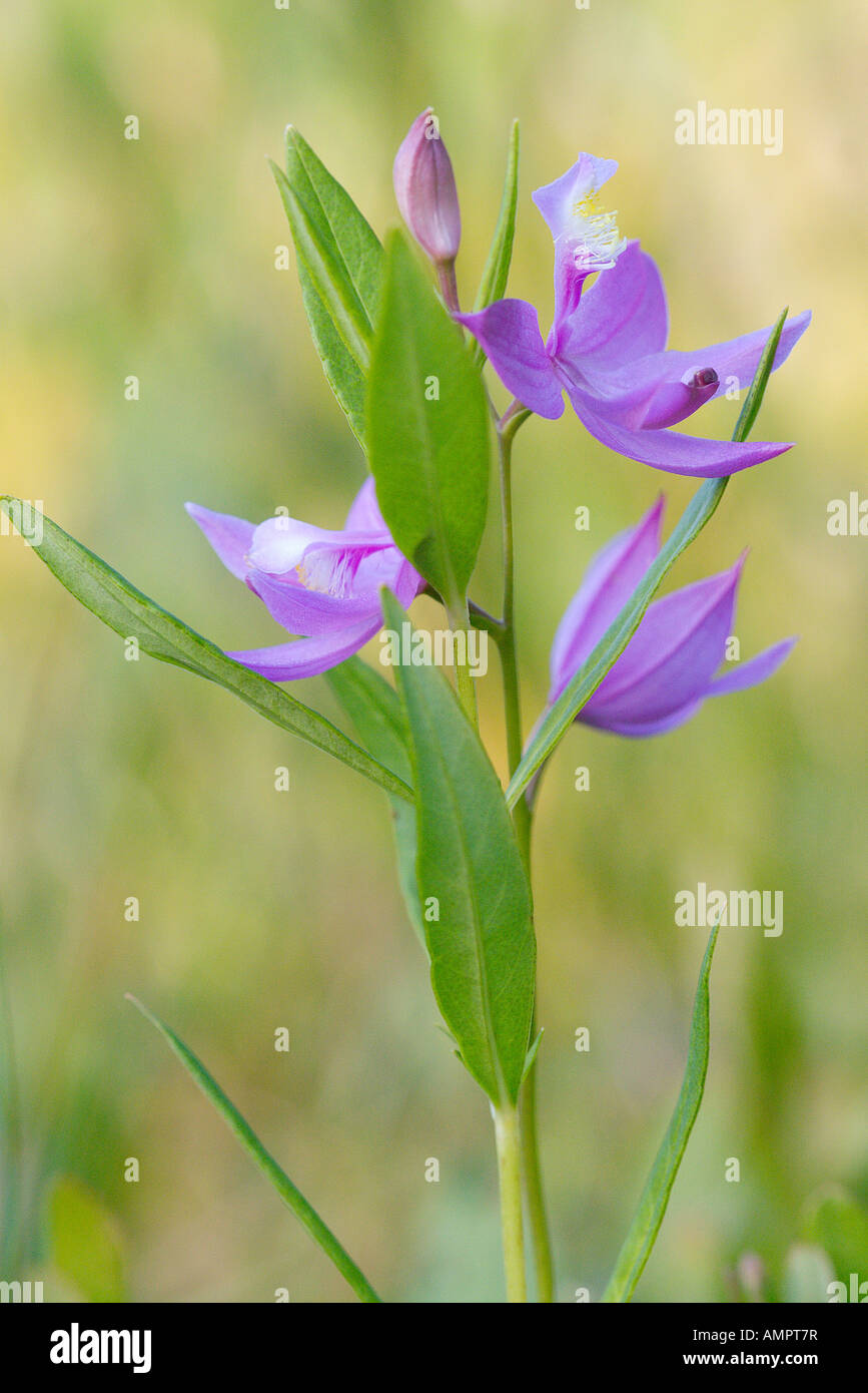 Grass pink Orchid Calopogon tuberosus Savannah Portage State Park ...