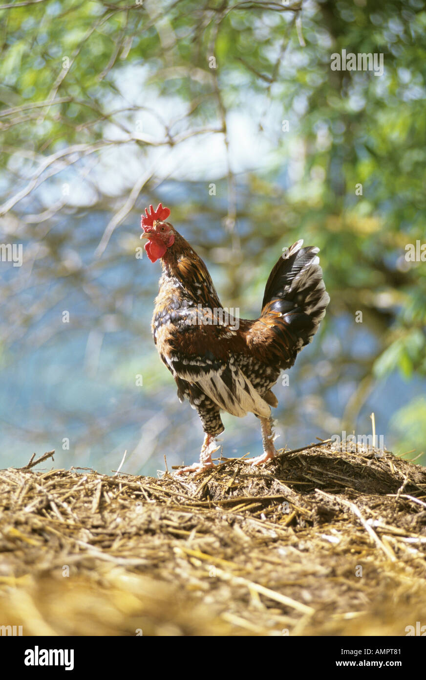Roosters standing hi-res stock photography and images - Alamy