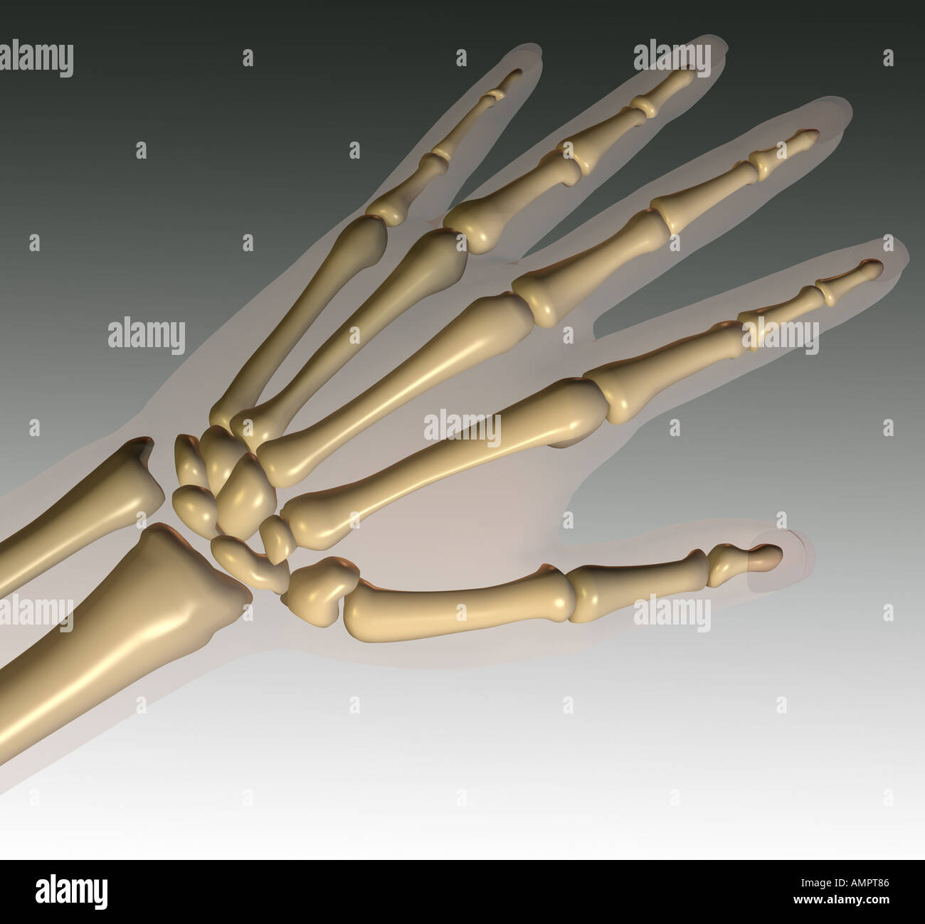 Trapezoid body hi-res stock photography and images - Alamy