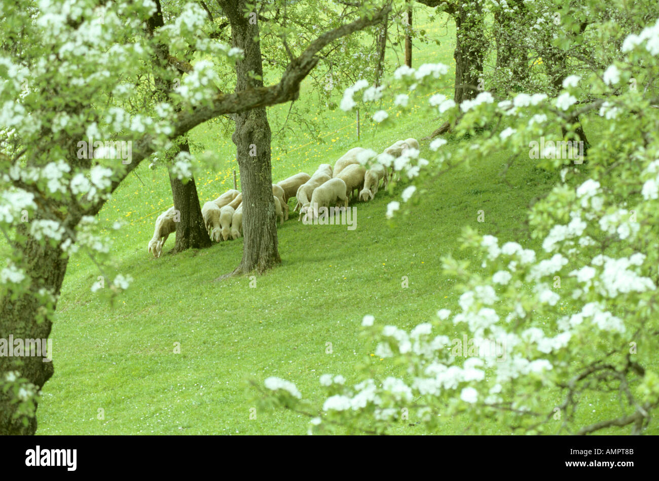 Austria, large group of sheep grazing Stock Photo - Alamy