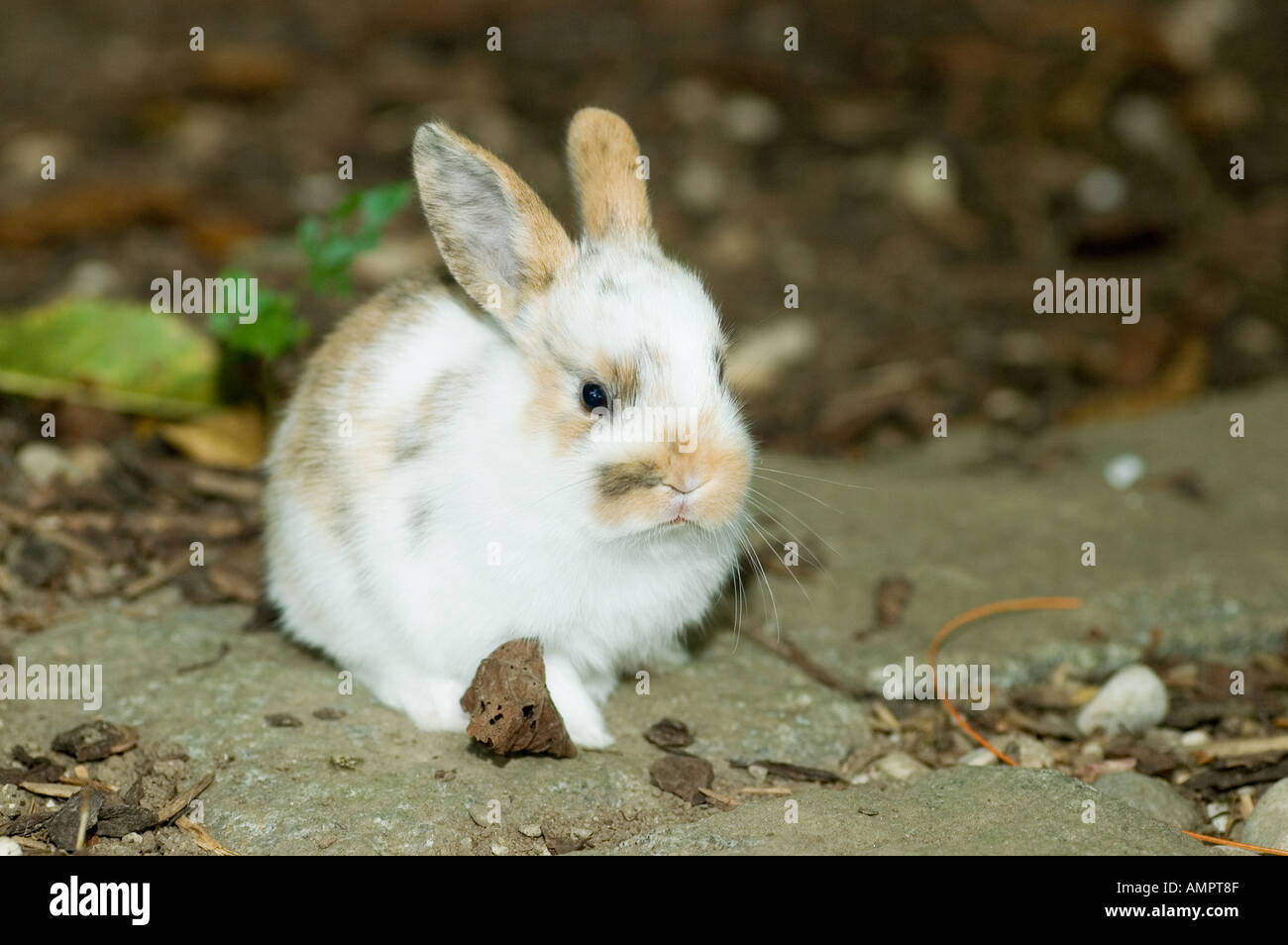 dwarf rabbit three weeks old sitting on the ground Stock Photo - Alamy