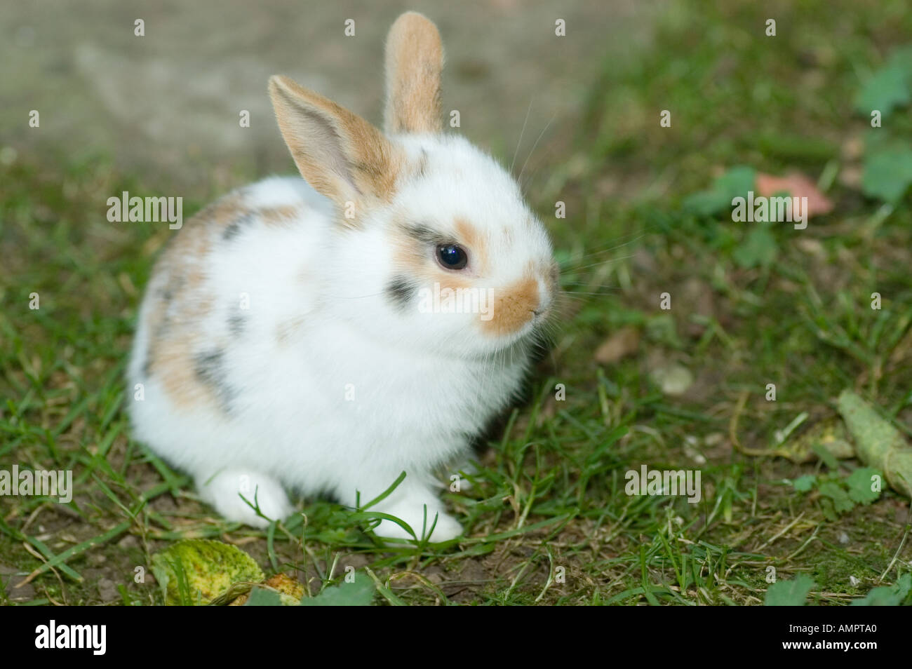 dwarf rabbit three weeks old sitting on the ground Stock Photo - Alamy