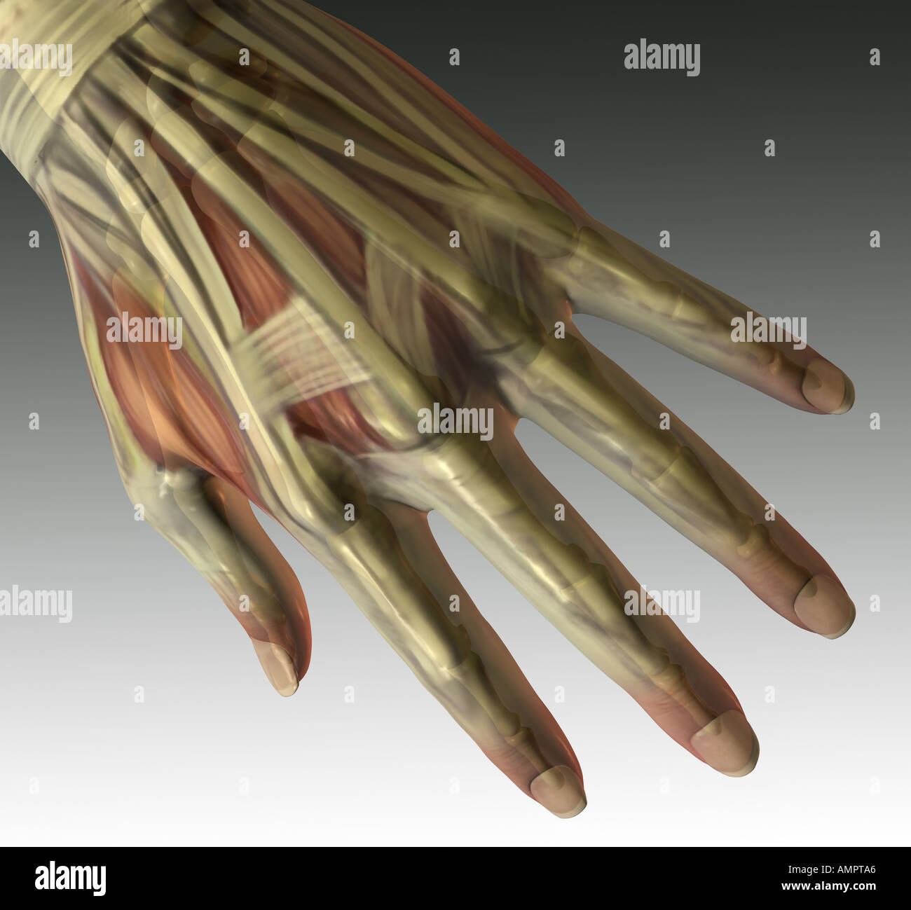 Sinewy muscles hi-res stock photography and images - Alamy