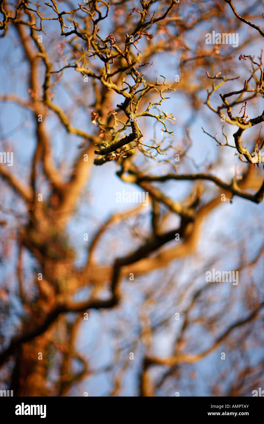 Terminal branches hi-res stock photography and images - Alamy