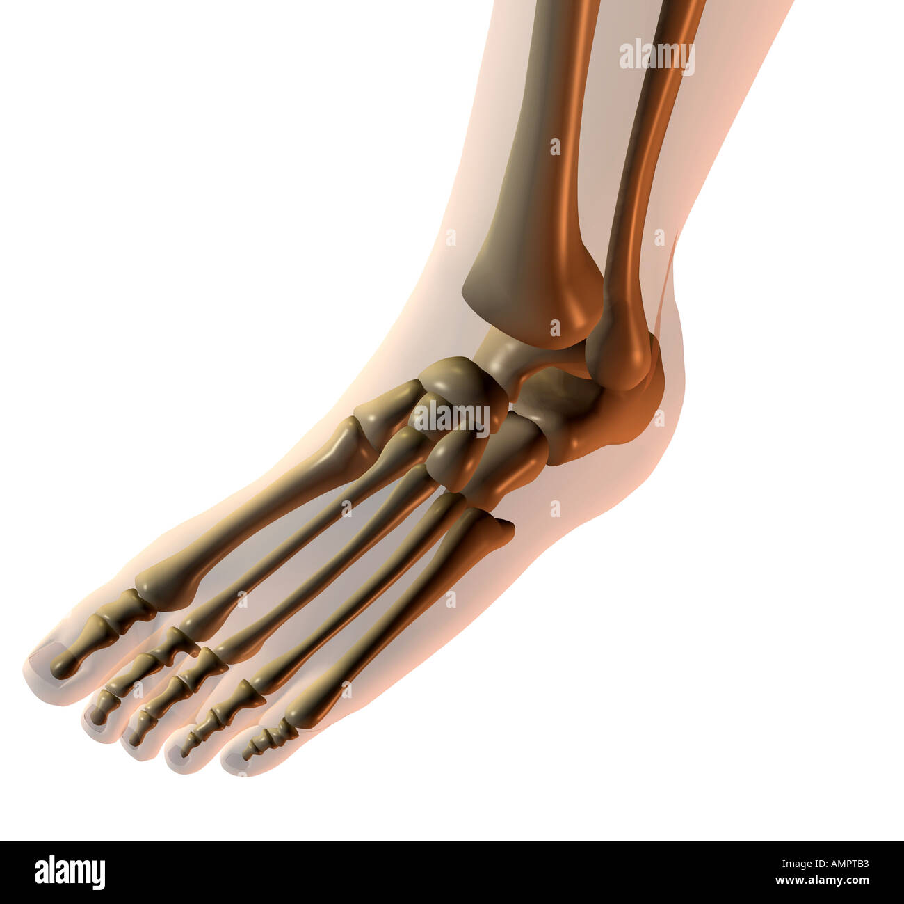 Human foot anatomy hi-res stock photography and images - Alamy