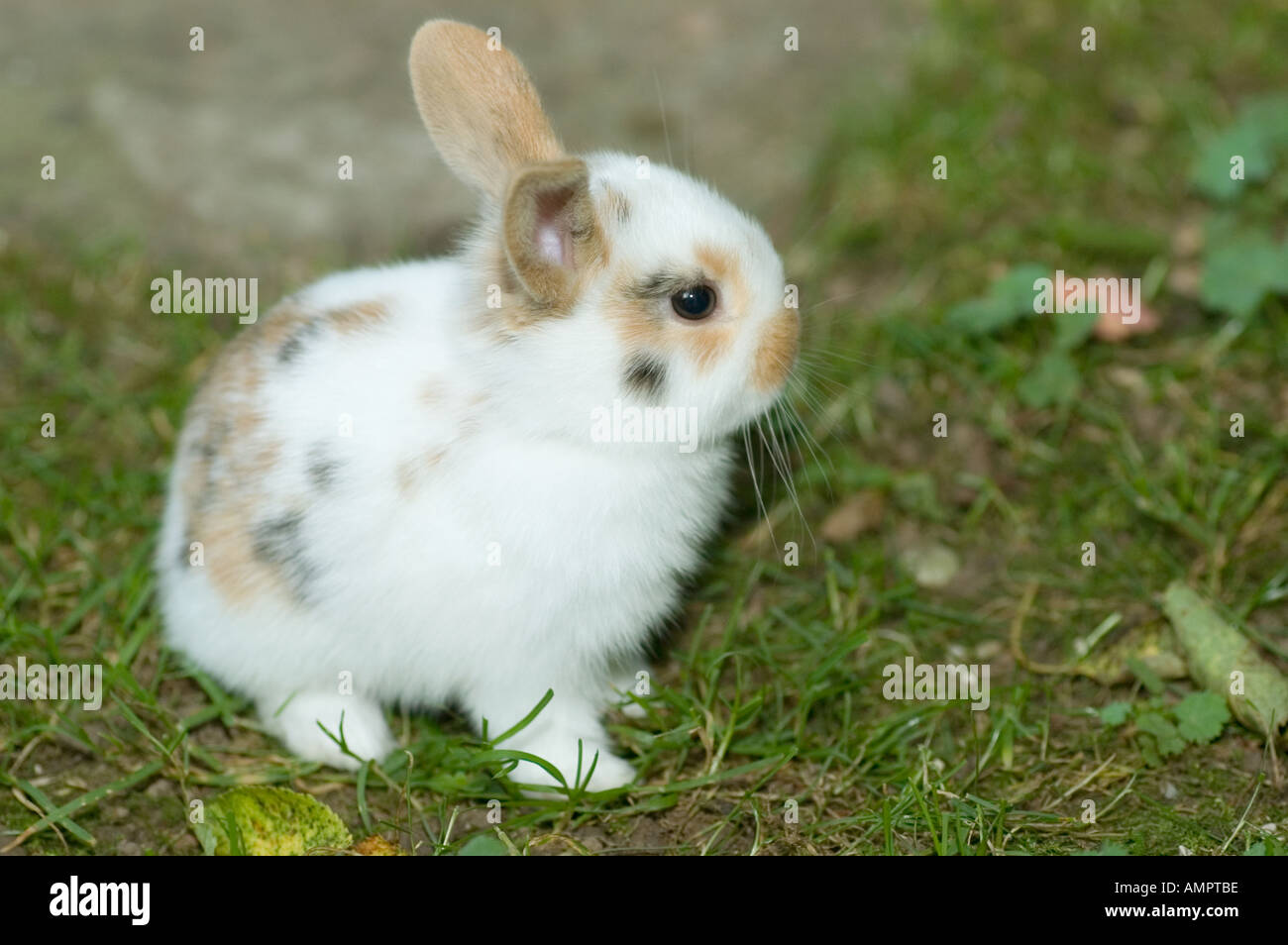 dwarf rabbit three weeks old sitting on the ground Stock Photo - Alamy