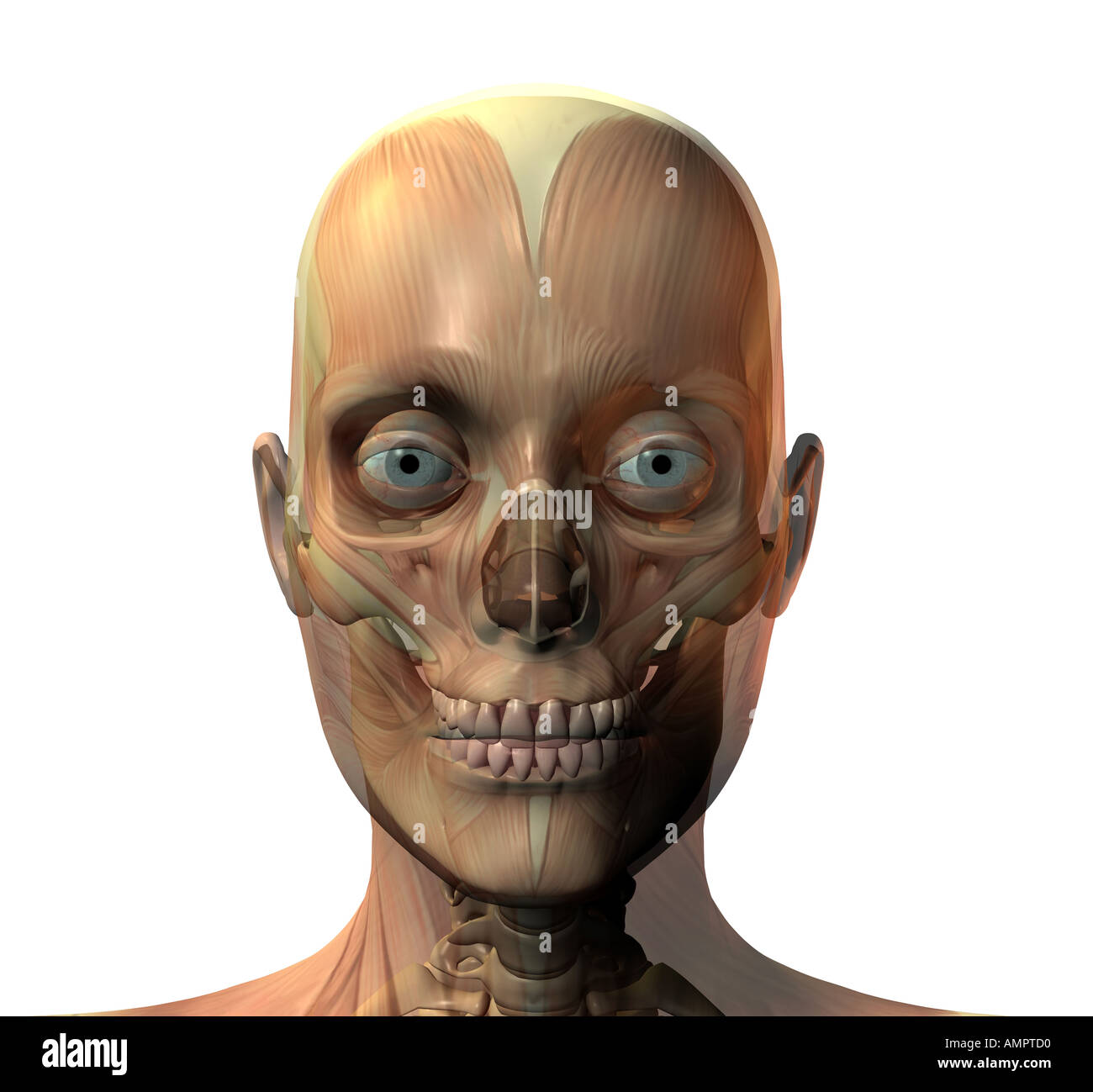 Skinless Face Anatomy