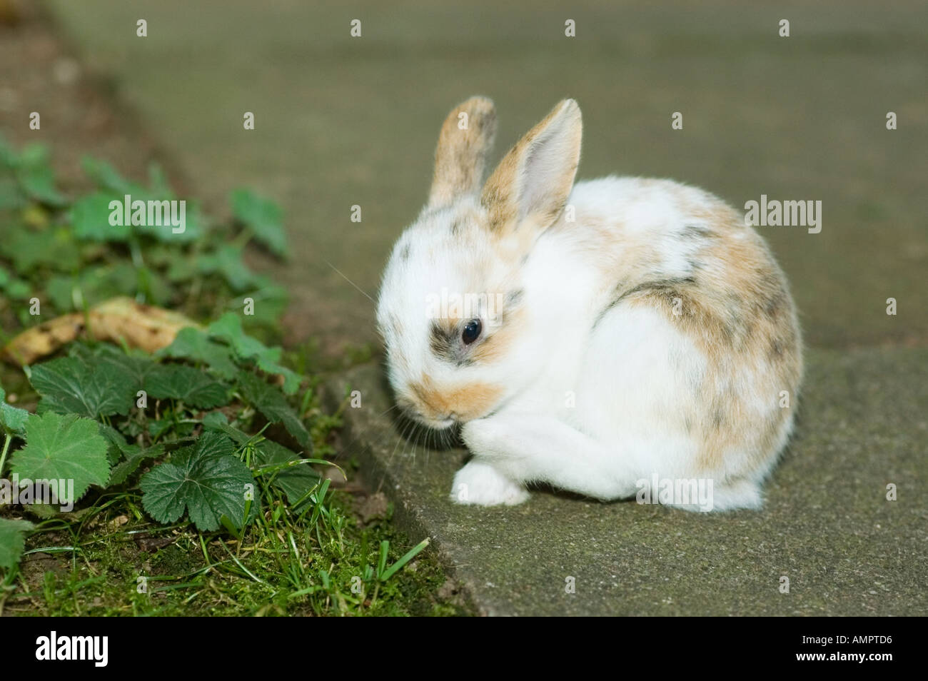 dwarf rabbit three weeks old sitting on the ground Stock Photo - Alamy