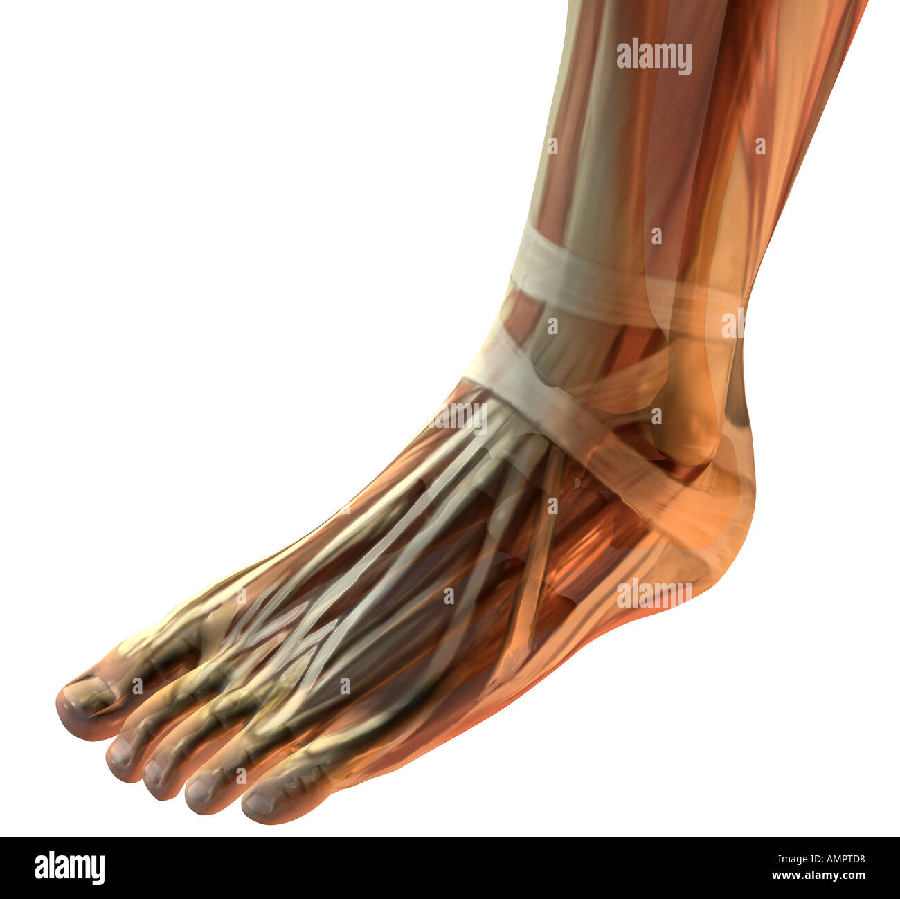 Muscles of foot Cut Out Stock Images & Pictures - Alamy