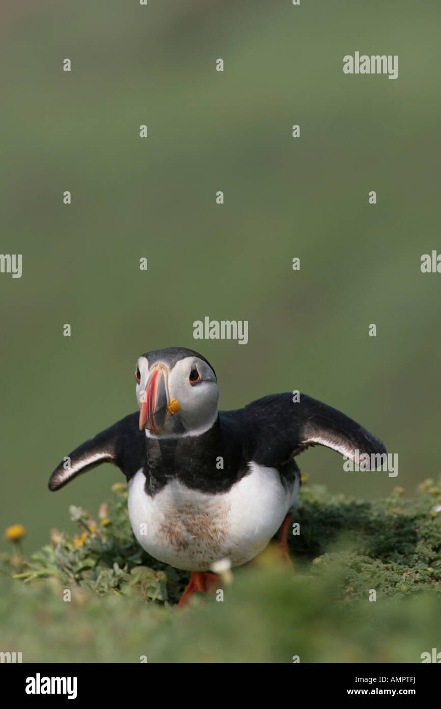 Puffin pose hi-res stock photography and images - Alamy