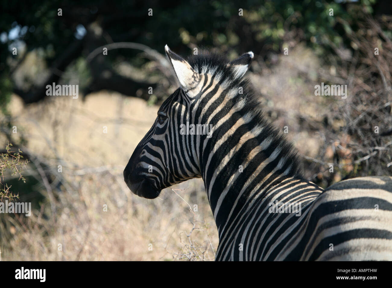 Zebra Close up head shot Stock Photo - Alamy