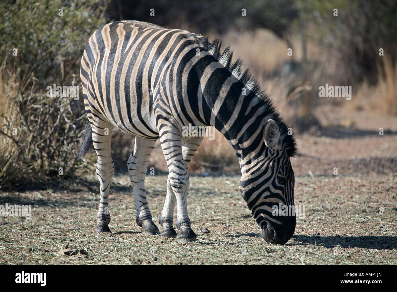 Species e quagga hi-res stock photography and images - Alamy