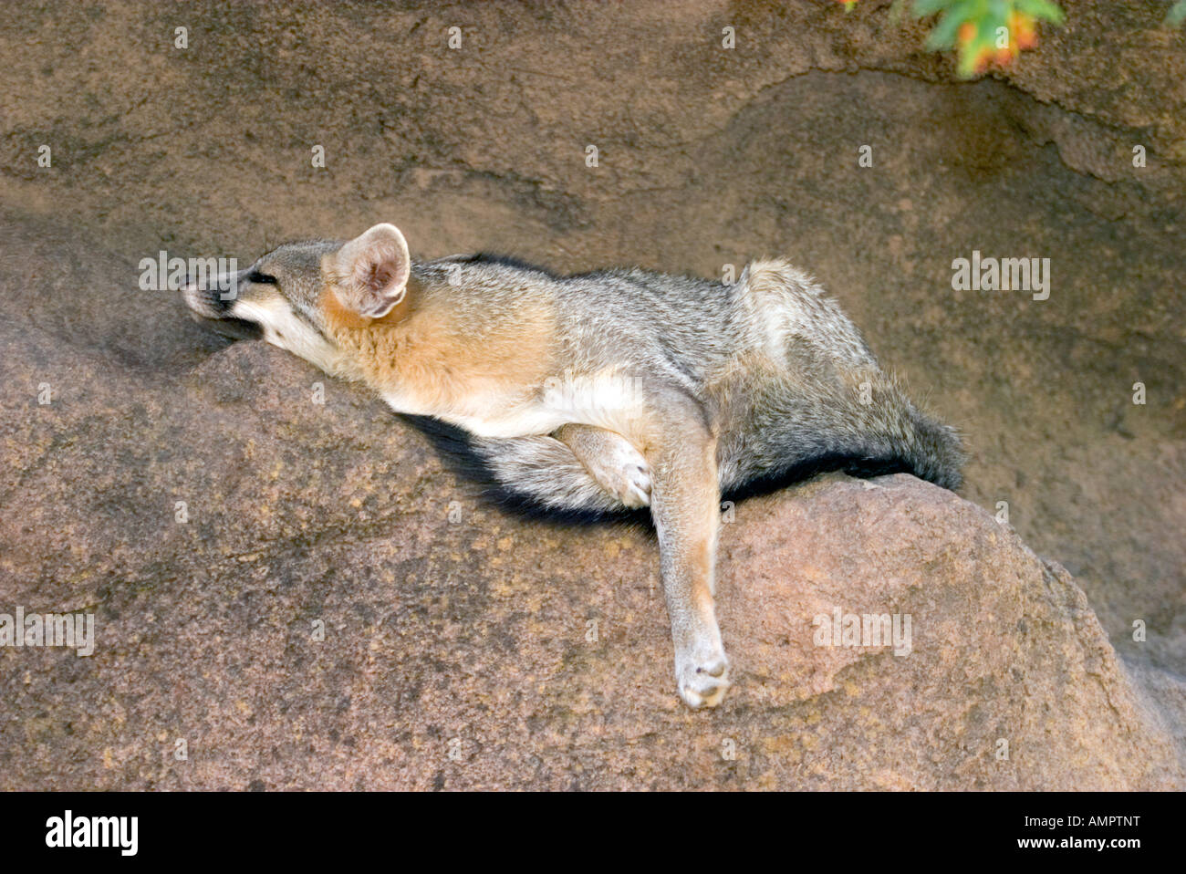 Gray Fox Urocyon cinereoargenteus Arizona Sonora Desert Museum Tucson ...
