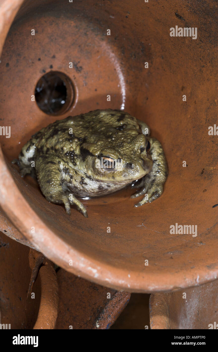 Flower pot toad hi-res stock photography and images - Alamy