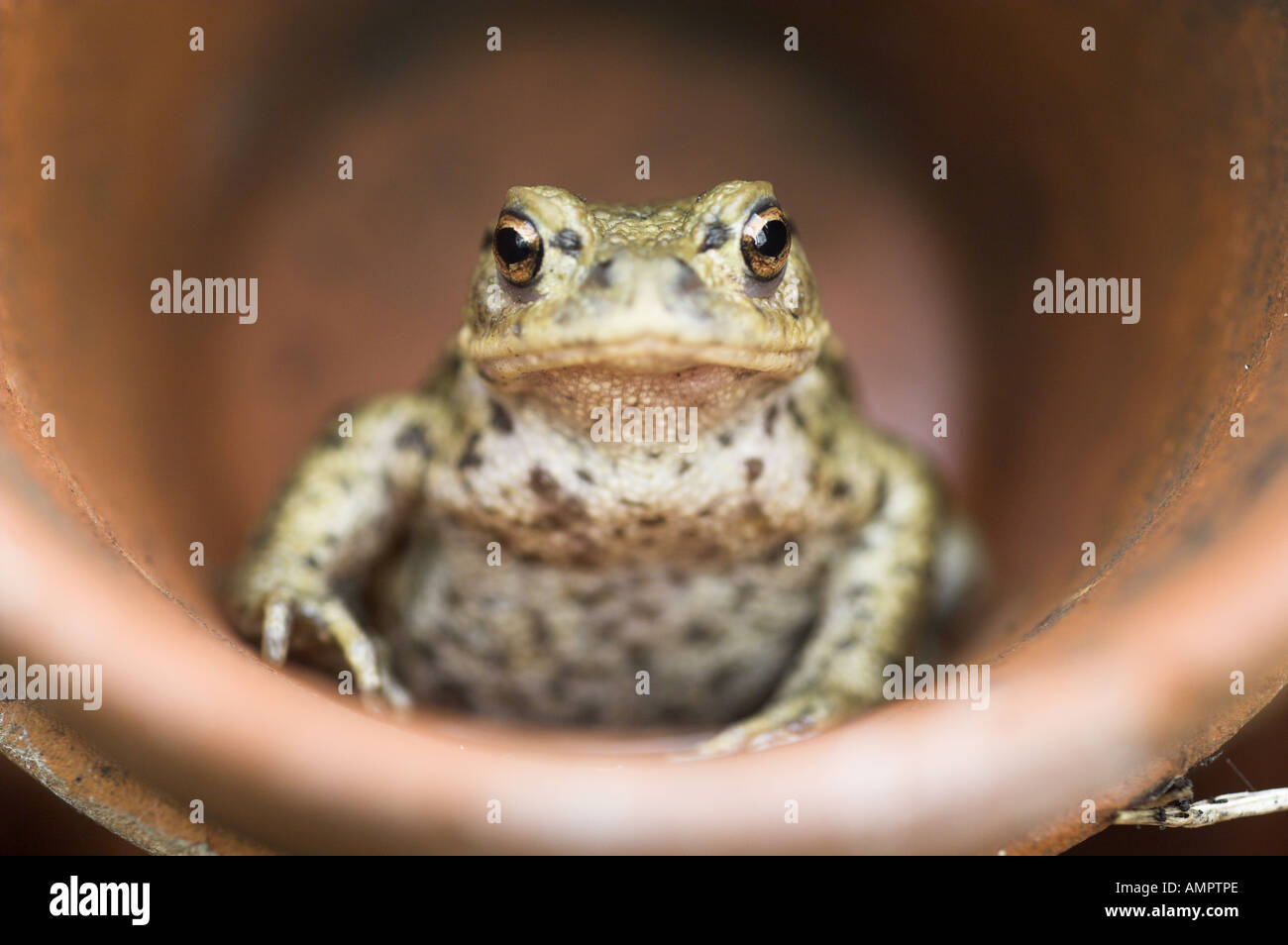Toad flower pot hi-res stock photography and images - Alamy