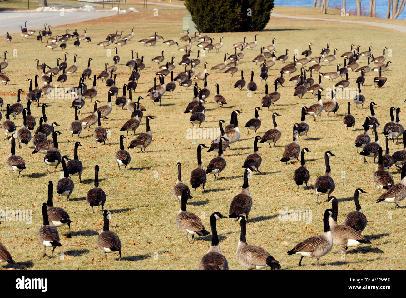 Canadian Geese using Port Huron Michigan as a stop on their flight ...
