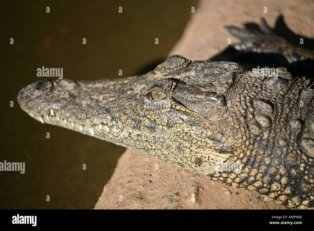 Baby Crocodile close up Stock Photo - Alamy