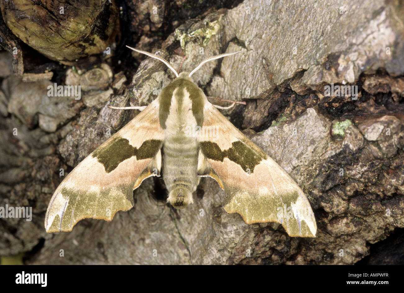 Lime Hawk Moth mimas tiliae at rest on tree bark Norfolk England May ...