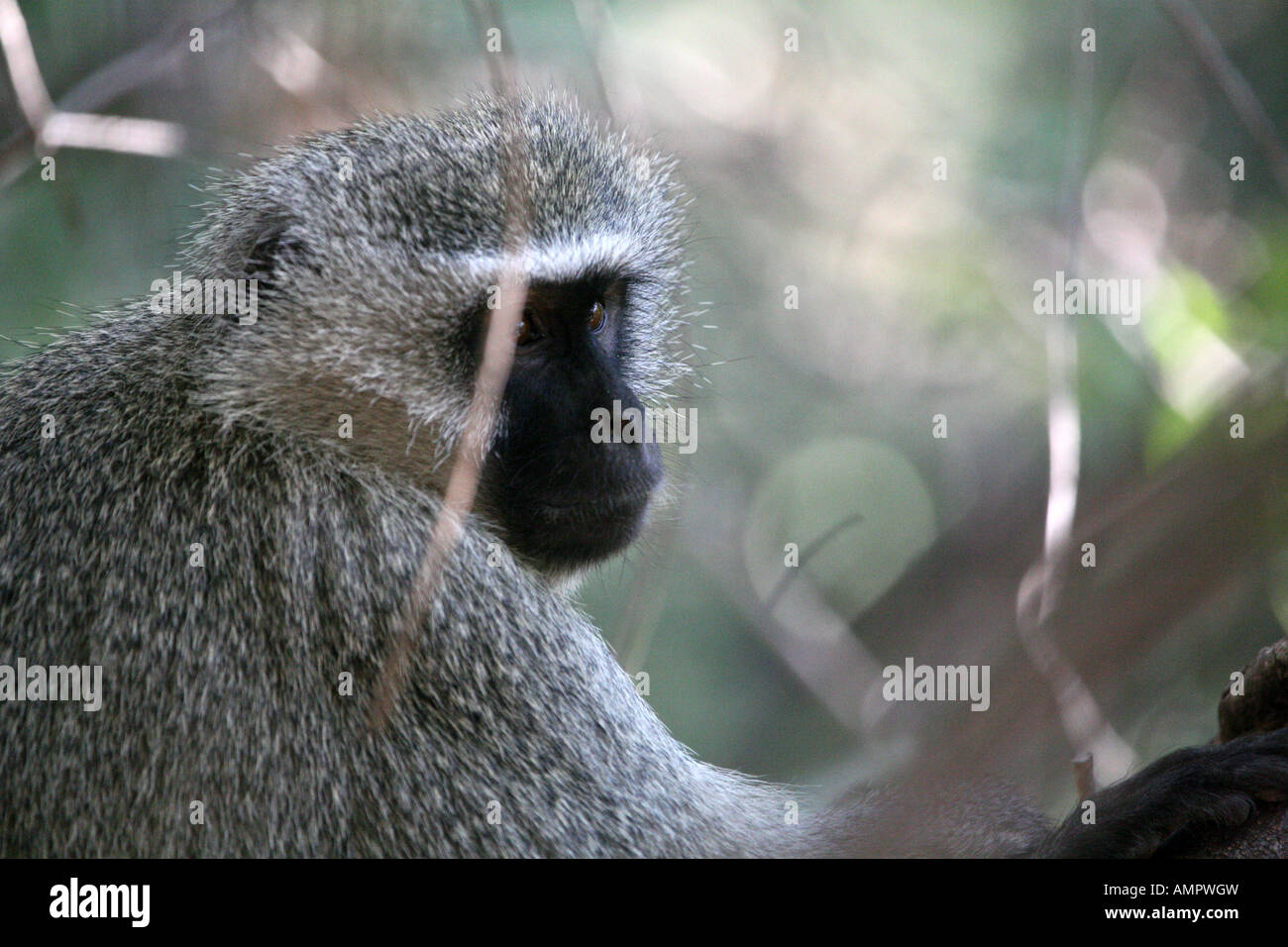 Vervet Monkey Close up face shot Stock Photo - Alamy