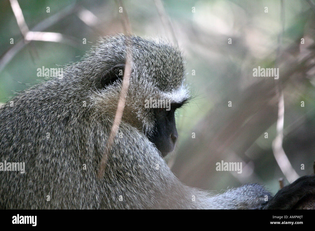 Monkey close up hi-res stock photography and images - Alamy