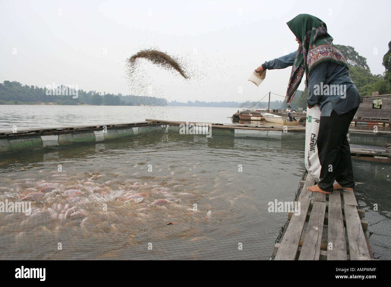 Fish farming in malaysia hi-res stock photography and images - Alamy