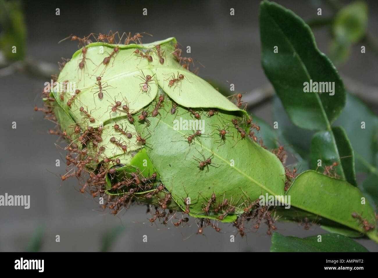 Red Ants Nest Collective Body Heat Warms Nest — Biological Strategy