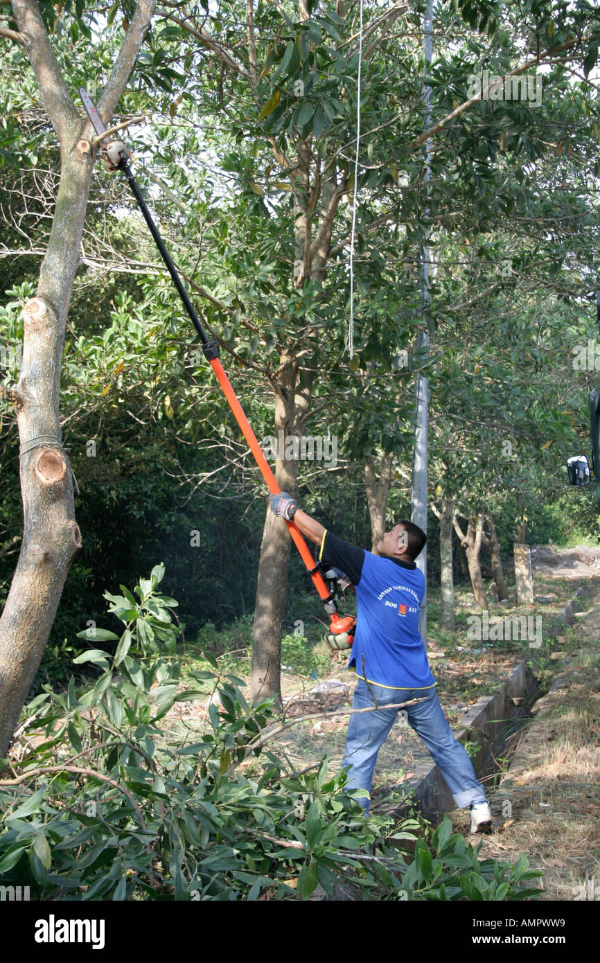 A worker using a chain saw with extendable pole to trim tree branches Stock Photo - Alamy