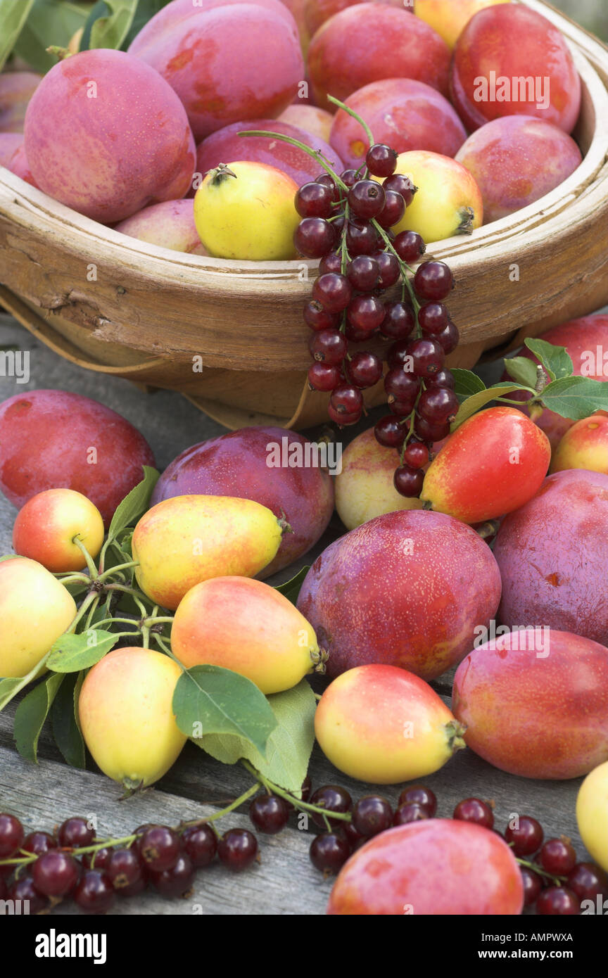 Freshly picked Selection of home grown soft fruit, including apples ...