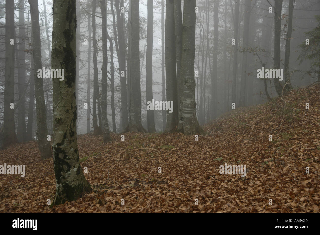November day mist in beech forest Fagus sylvatica Jochberg near ...