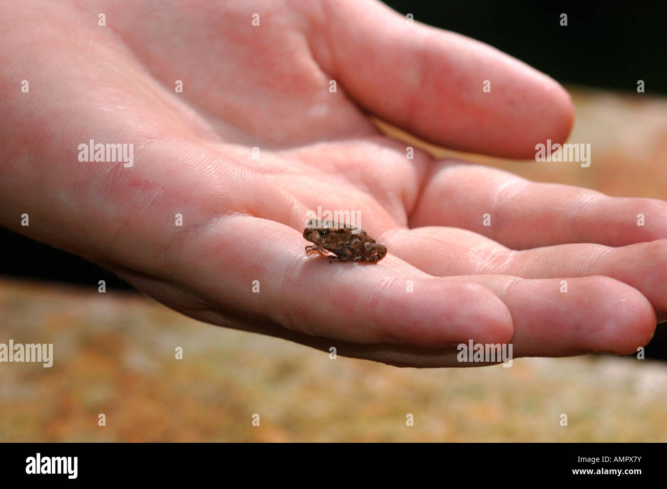 A Young Small Common Toad (Bufo bufo) On A Boys Hand Stock Photo - Alamy