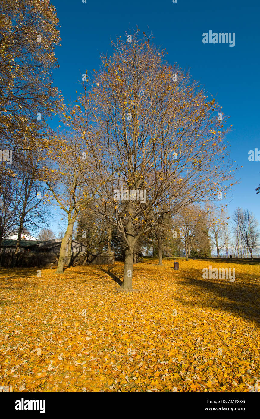 Autumn fall colors in Michigan with leaves on the ground Stock Photo ...