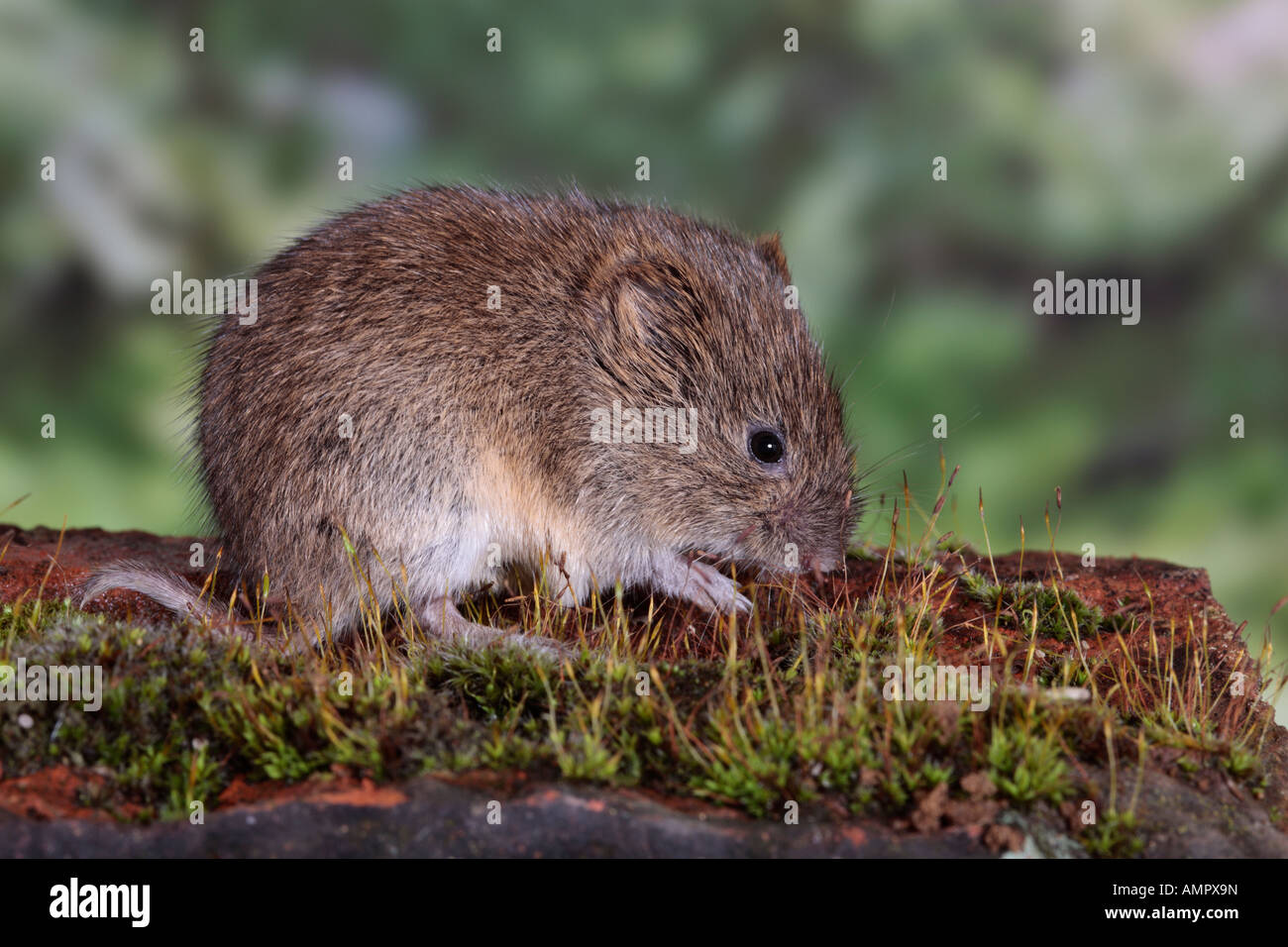 Short-tailed Vole Microtus agrestis Potton Bedfordshire Stock Photo - Alamy
