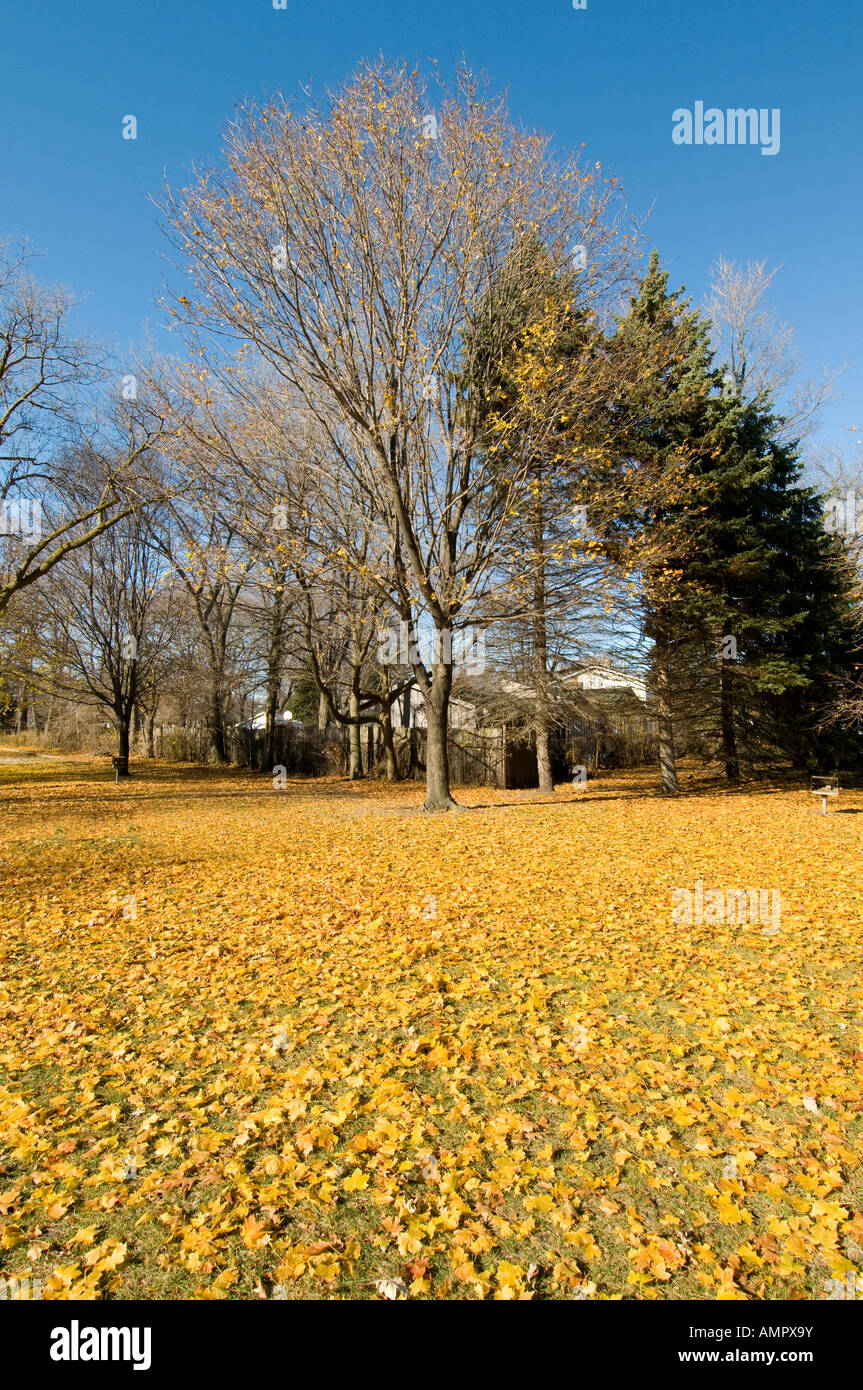 Autumn fall colors in Michigan with leaves on the ground Stock Photo ...