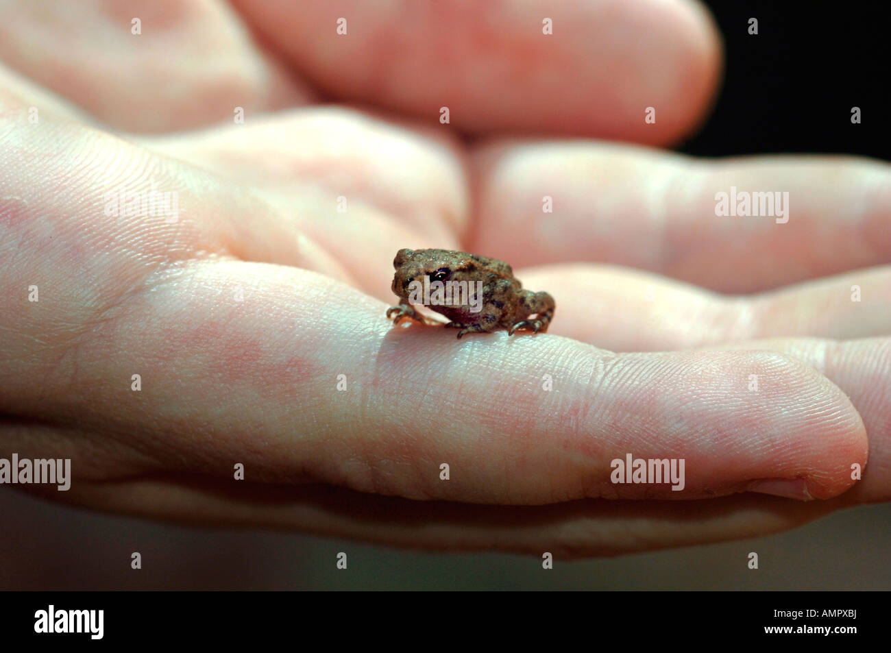 Toad on a hand hi-res stock photography and images - Alamy