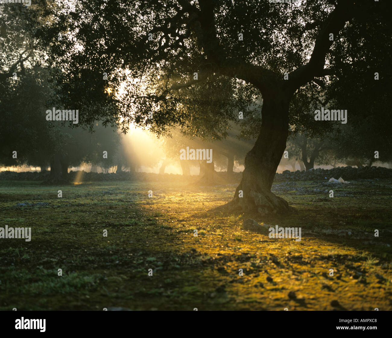 Italy, Olive tree at sunrise Stock Photo - Alamy