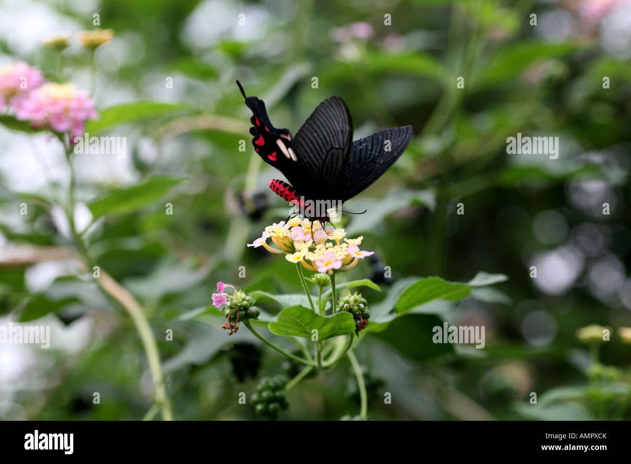 common rose butterfly on flowers Stock Photo - Alamy