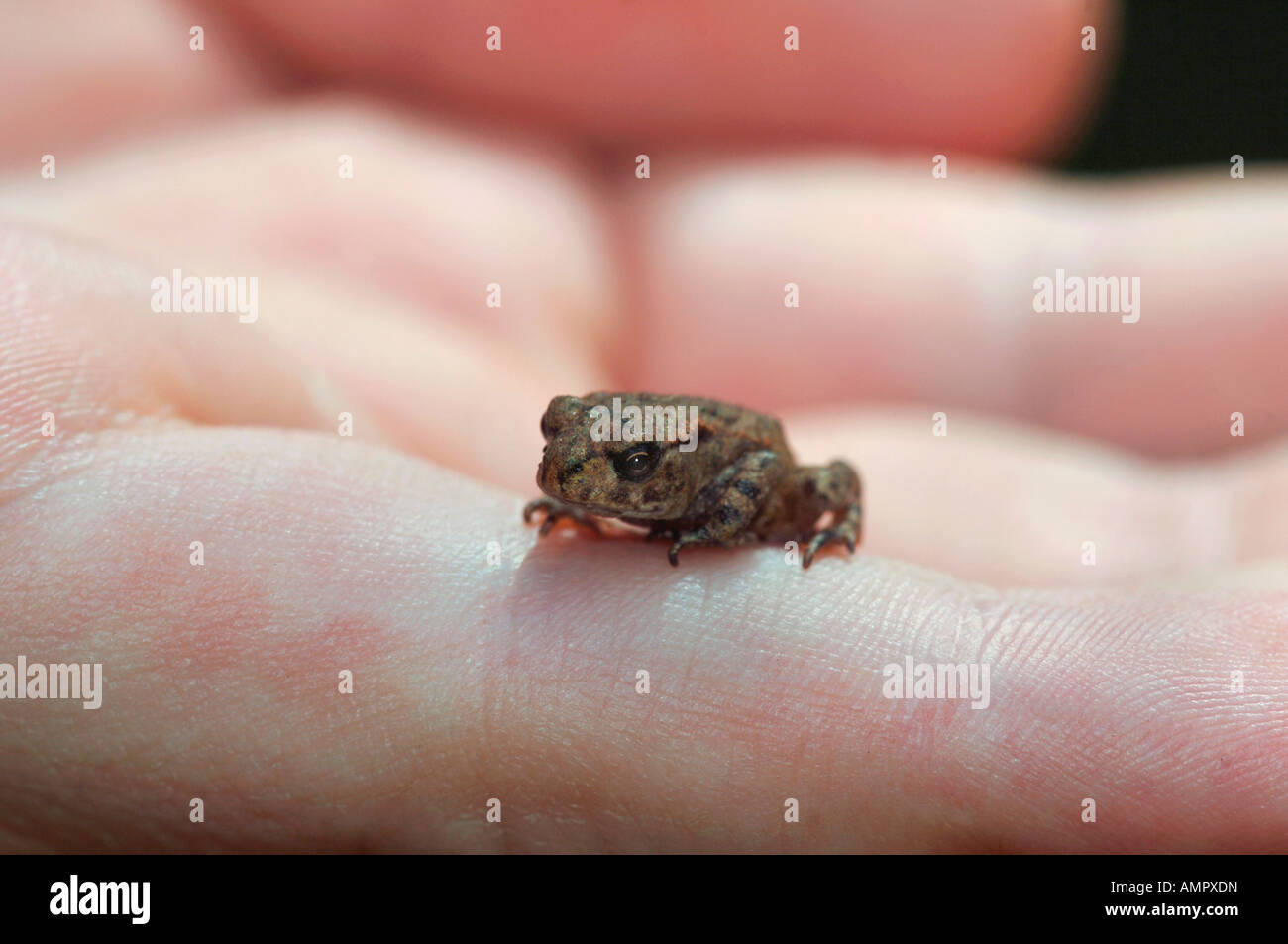 A Young Small Common Toad (Bufo bufo) On A Boys Hand Stock Photo - Alamy