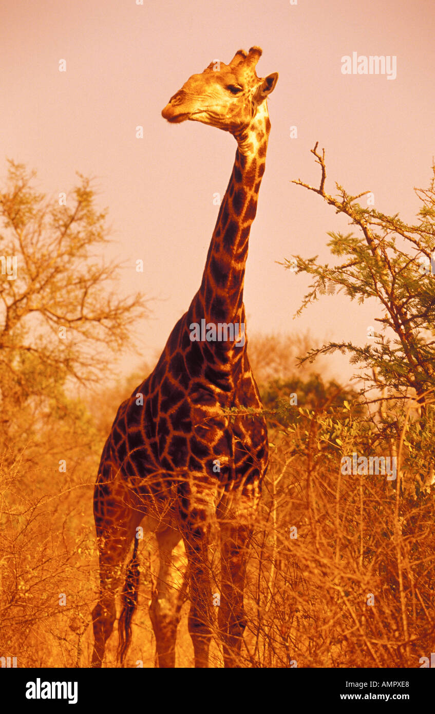 Three giraffe necks hi-res stock photography and images - Alamy