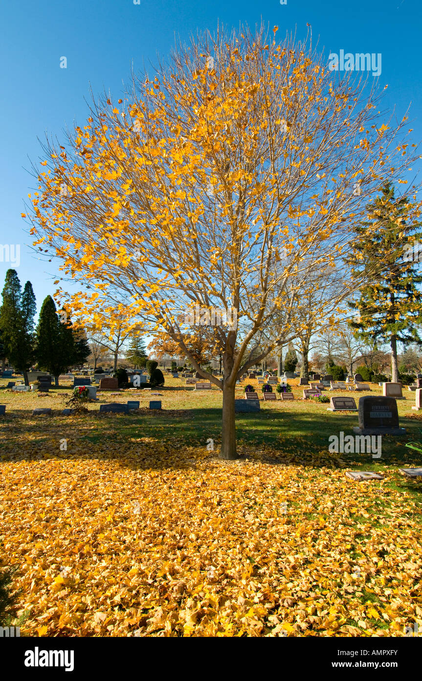 Autumn fall colors in Michigan with leaves on the ground Stock Photo ...