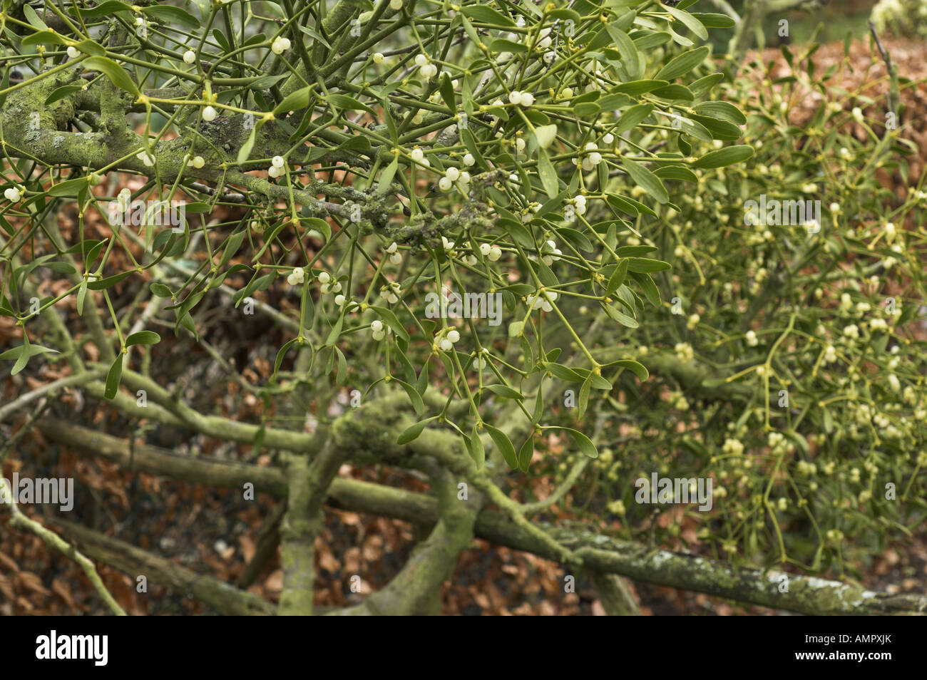 Mistletoe viscum album growing on old apple tree with ripe berries ...