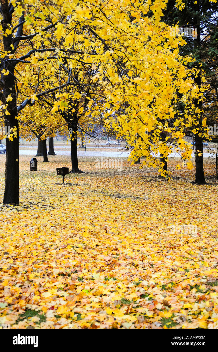 Autumn fall colors in Michigan with leaves on the ground Stock Photo ...