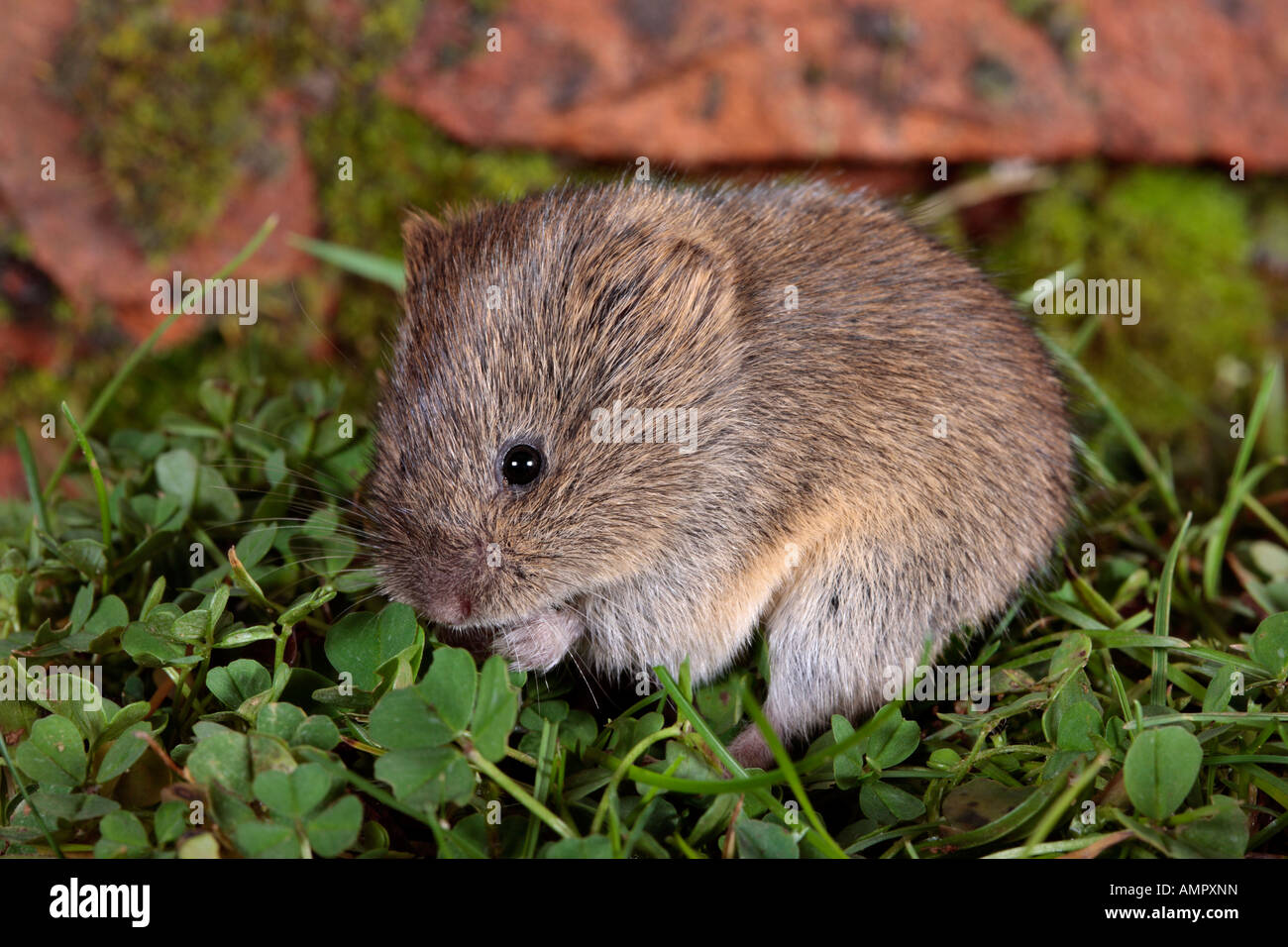 Short-tailed Vole Microtus agrestis feeding on clover Potton ...
