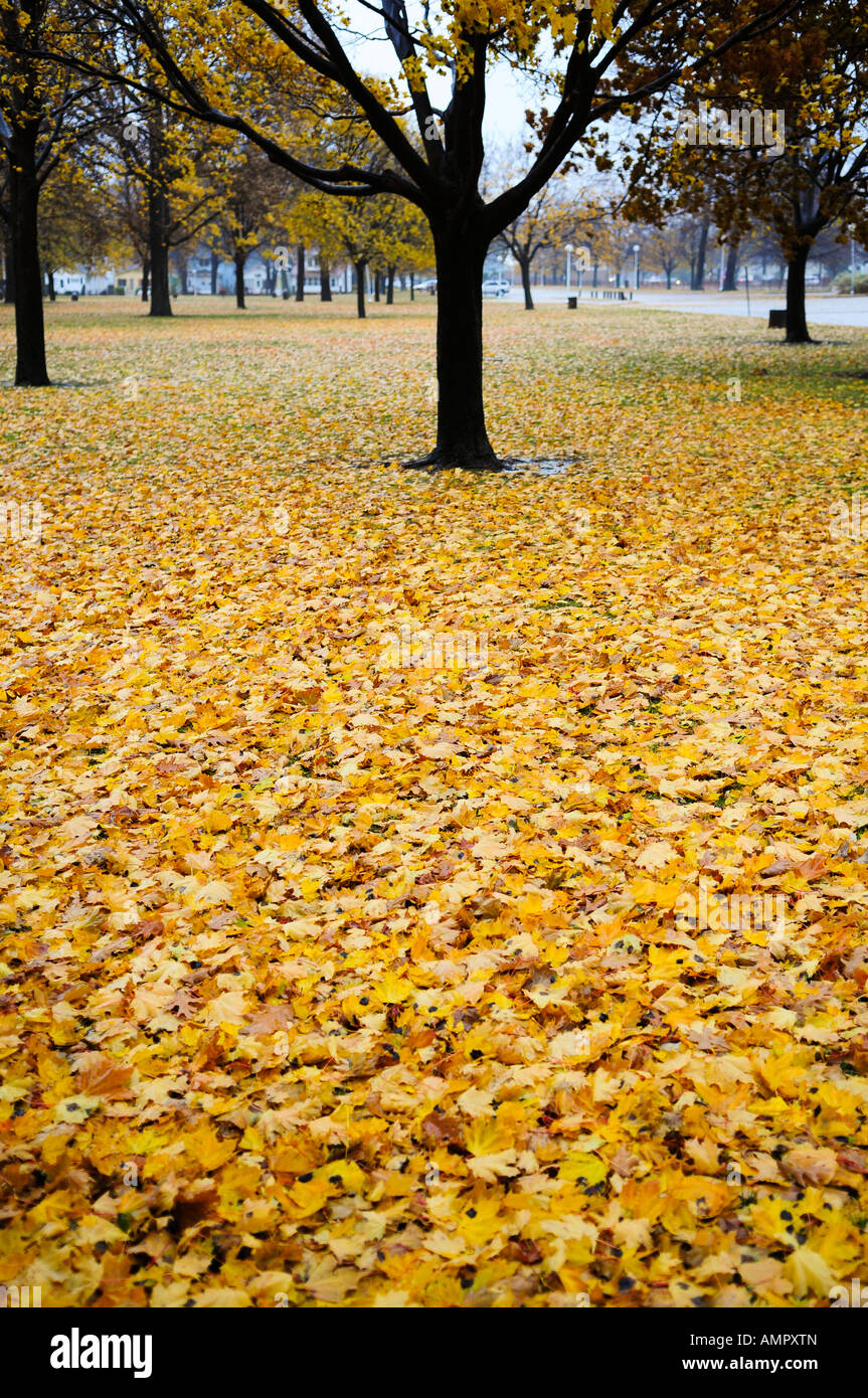 Autumn fall colors in Michigan with leaves on the ground Stock Photo ...