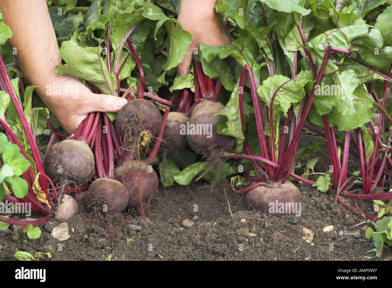 Gardener pulling up a garden crop of Beetroot Norfolk UK August Stock ...
